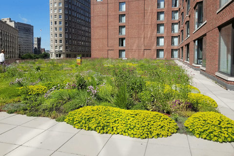 Projects - Apex Green Roofs