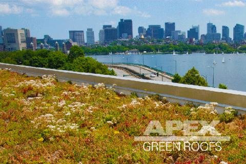 Projects - Apex Green Roofs