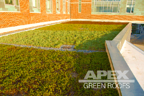 Projects - Apex Green Roofs