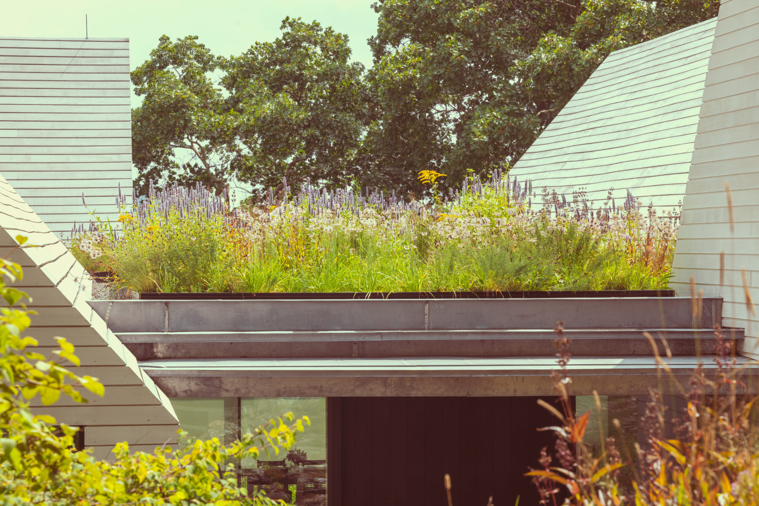 Home - Apex Green Roofs